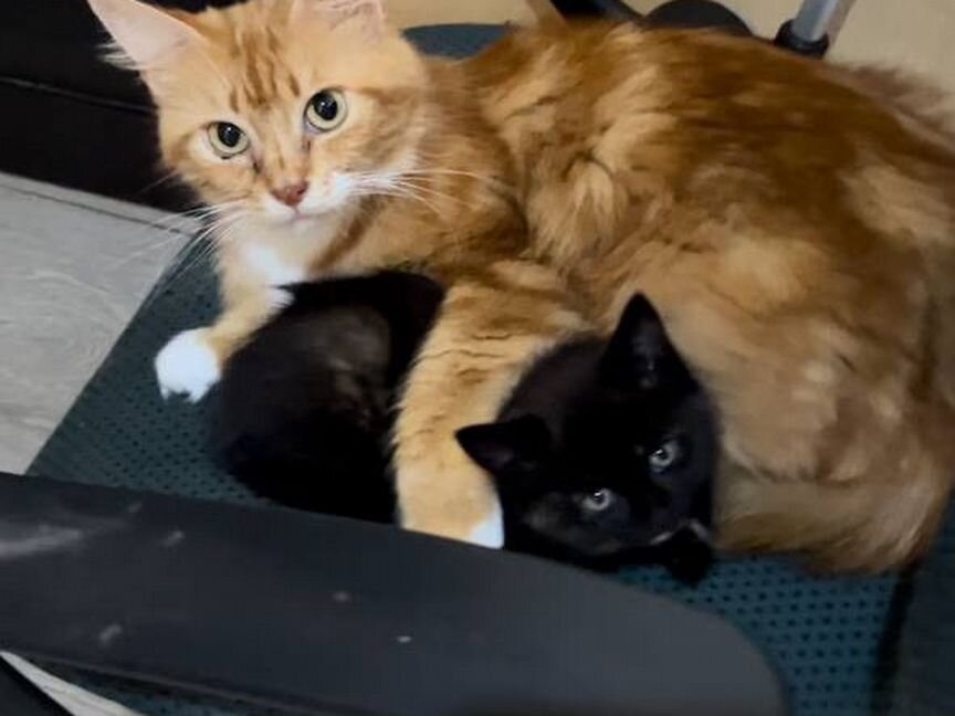 Кошка мейкун бесплатно