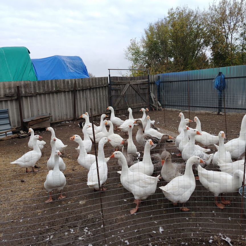 Продаются гуси