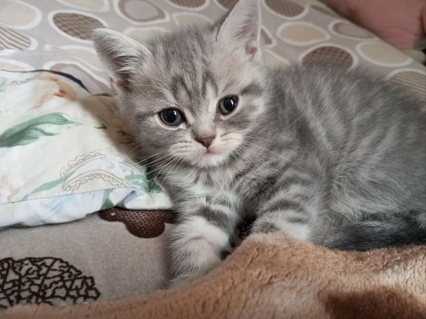 Шотландские котята мальчики