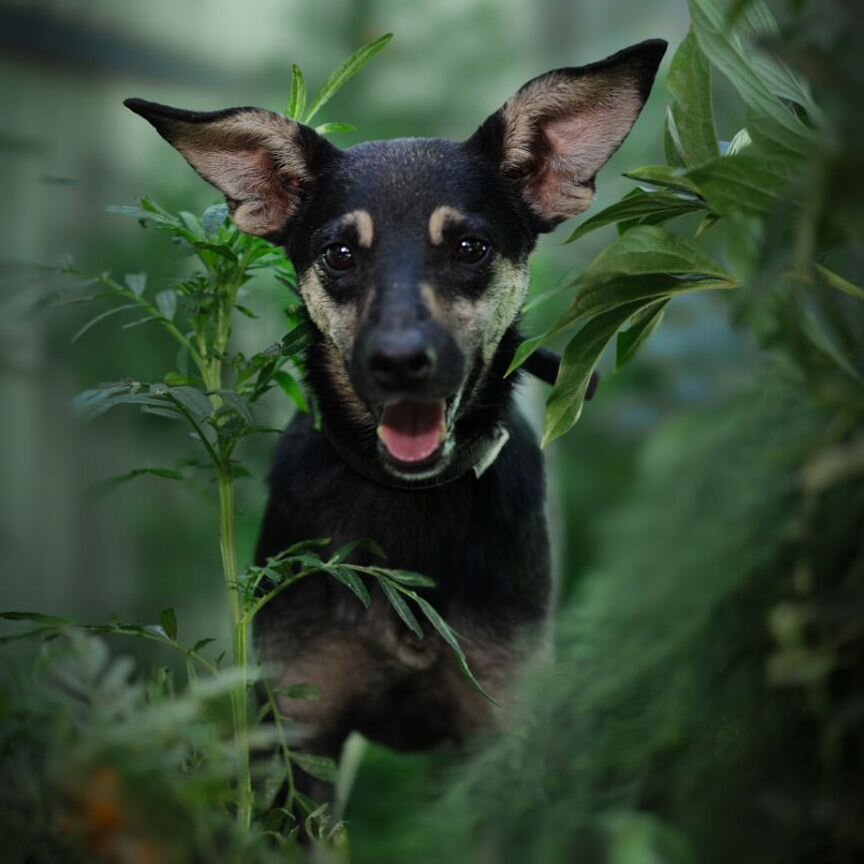 Пёсик в добрые руки