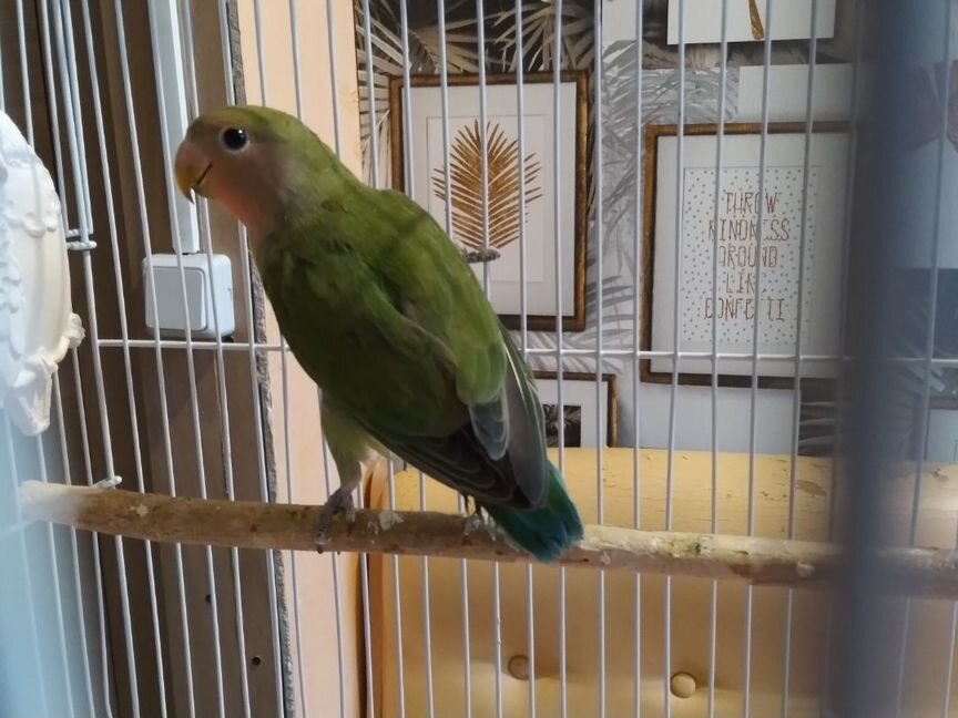 Попугай не разлучник