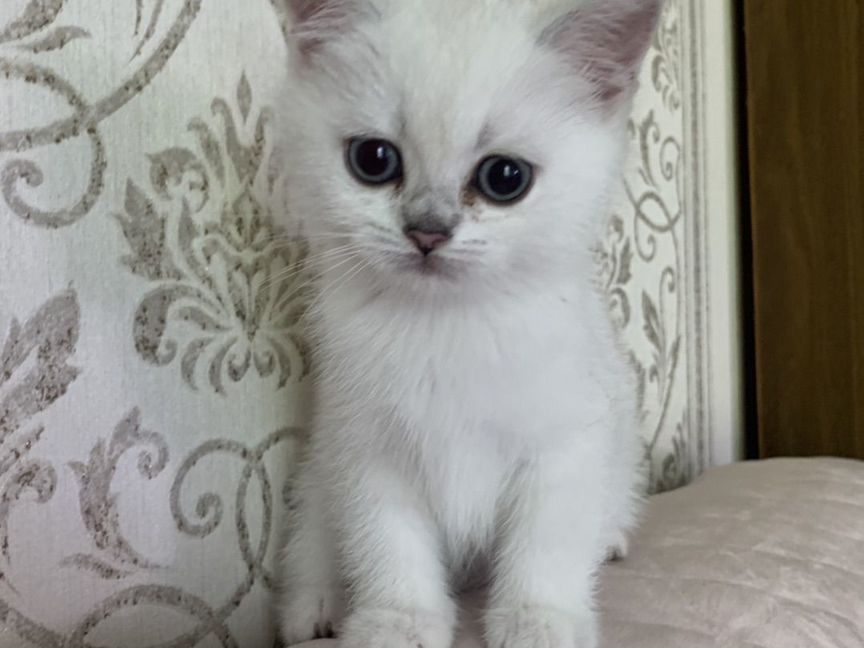 Британские котята серебристая шиншилла