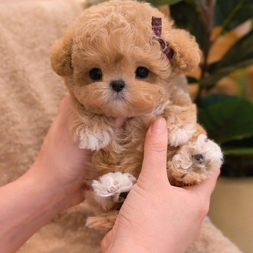 Той-пудель, щенок