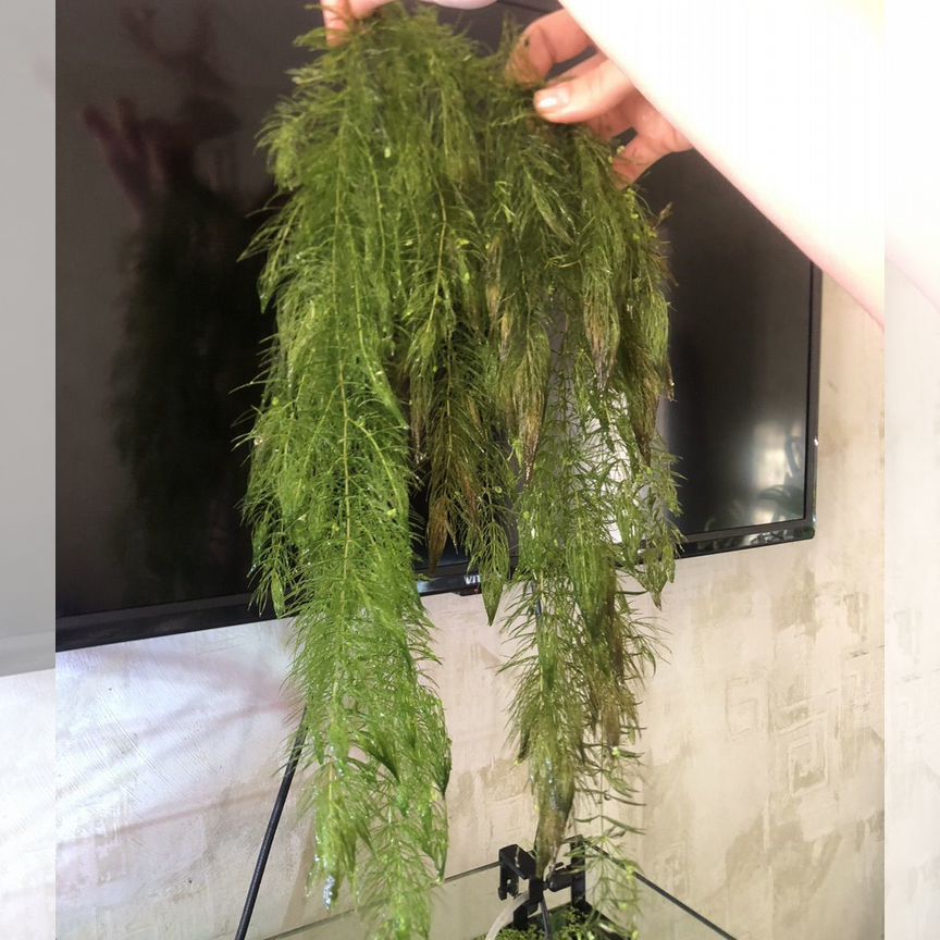 Аквариумные растения