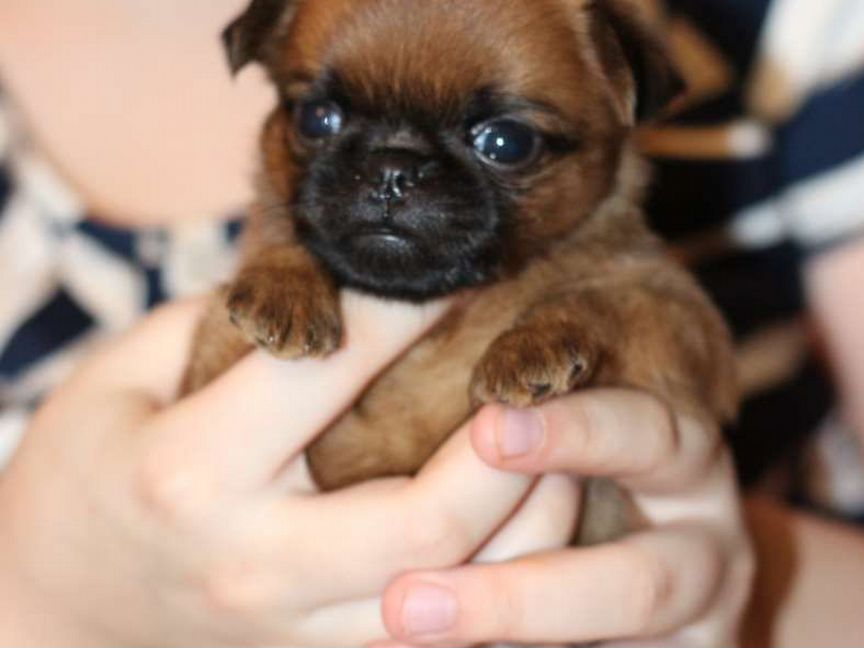 Малыши очаровательные курносенькие мордашки