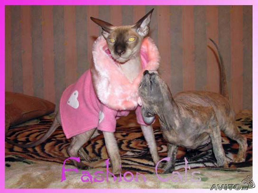 Одежда для Кошек