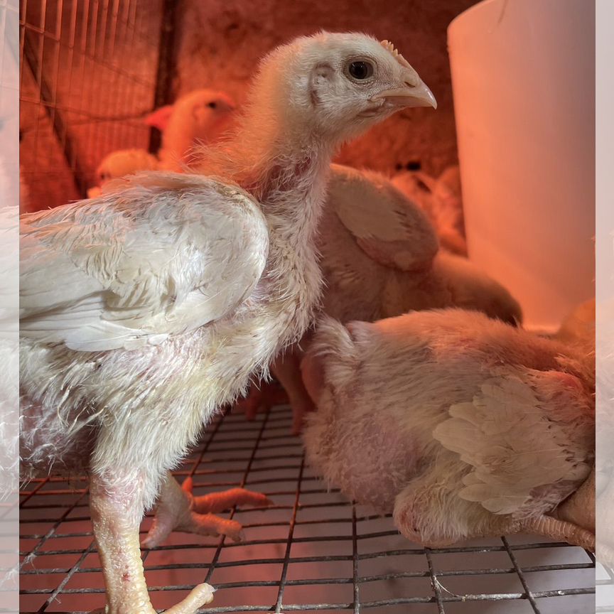 Цыплята бройлеры подрощенные