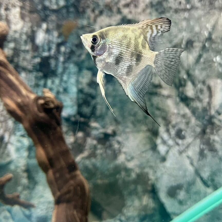 Рыбки скалярии