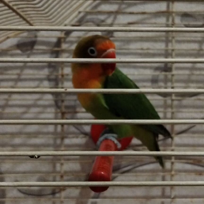 Попугай неразлучники Фишер