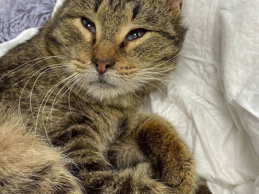 Кота выкинули в мусорку