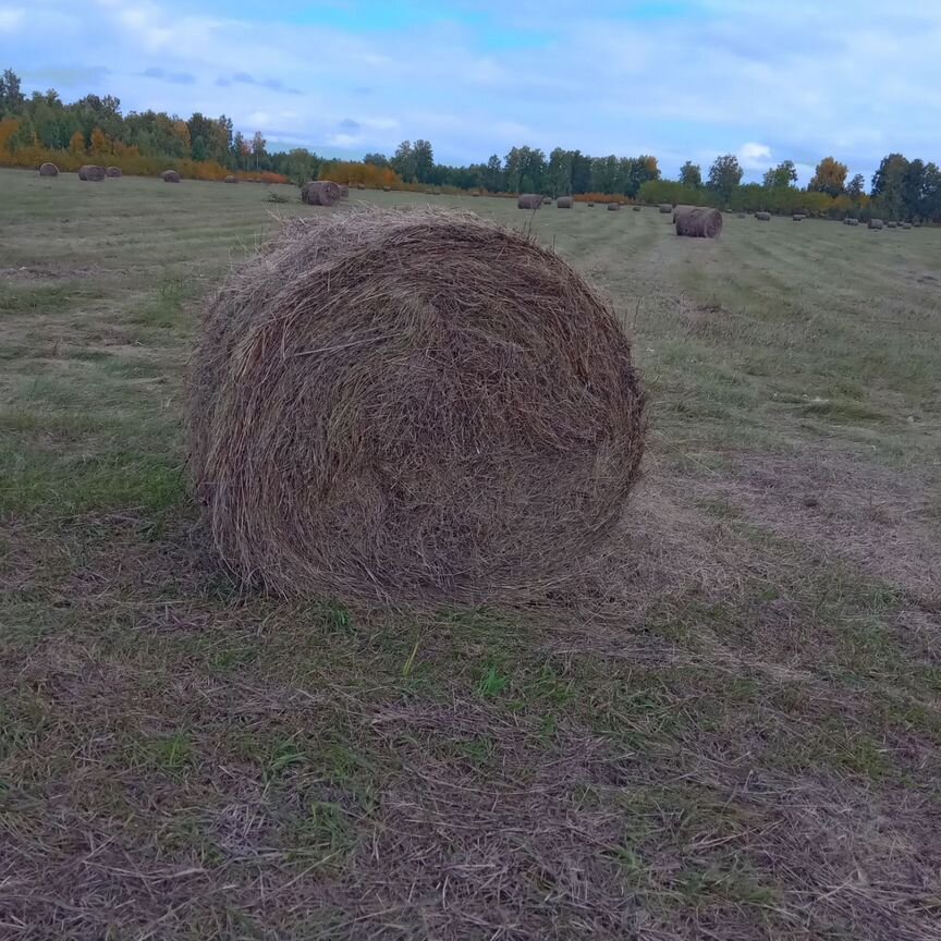 Продам сено в рулонах