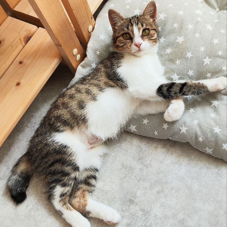 Котенок-рысёнок