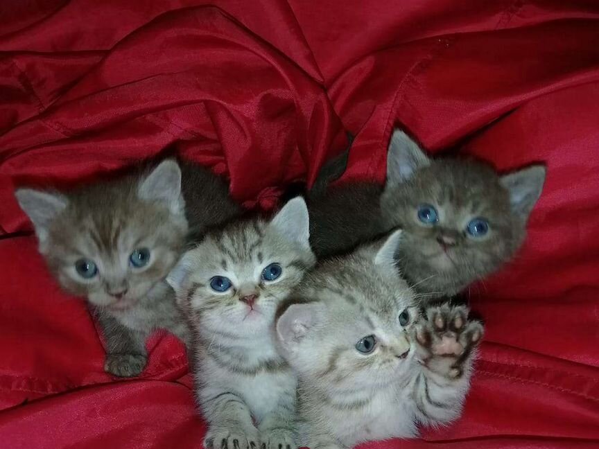 Британские котята