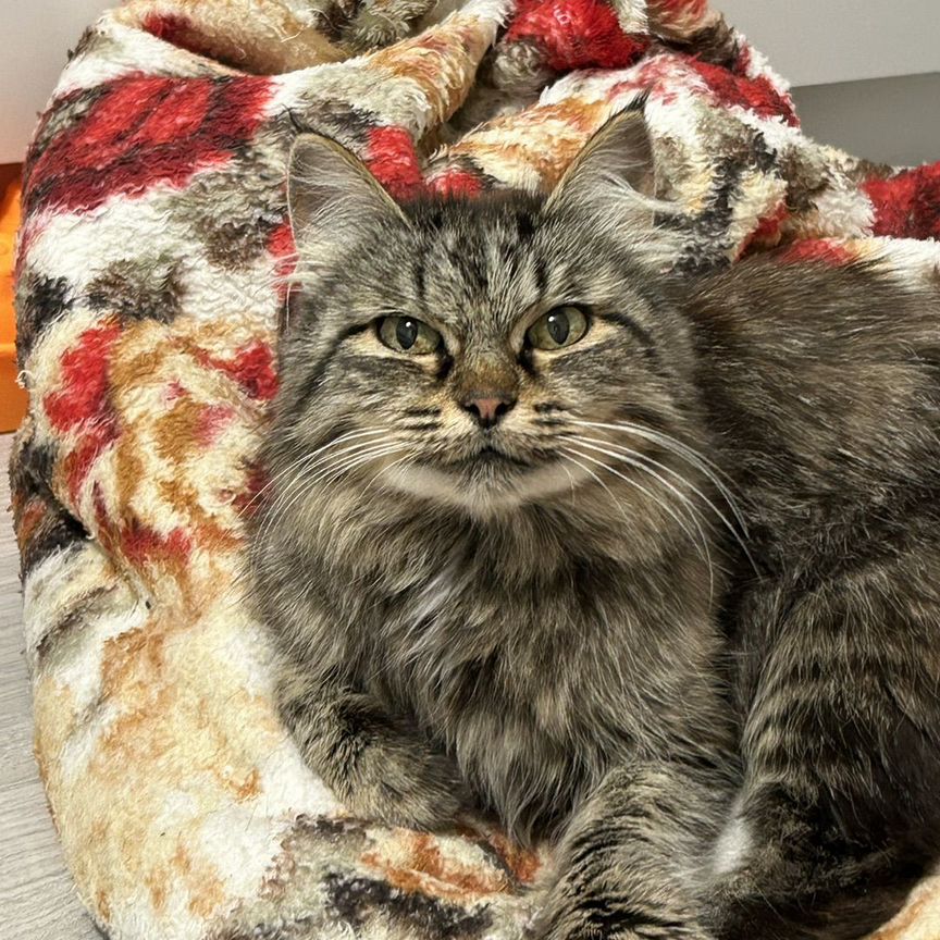 Отдам кошечку в добрые руки