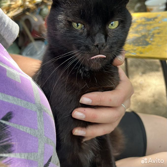 Котик Блэк ищет дом и любовь, в хорошие руки