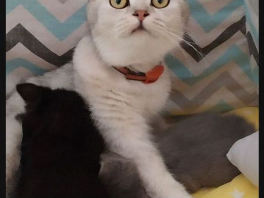 Британские котята короткошерстные