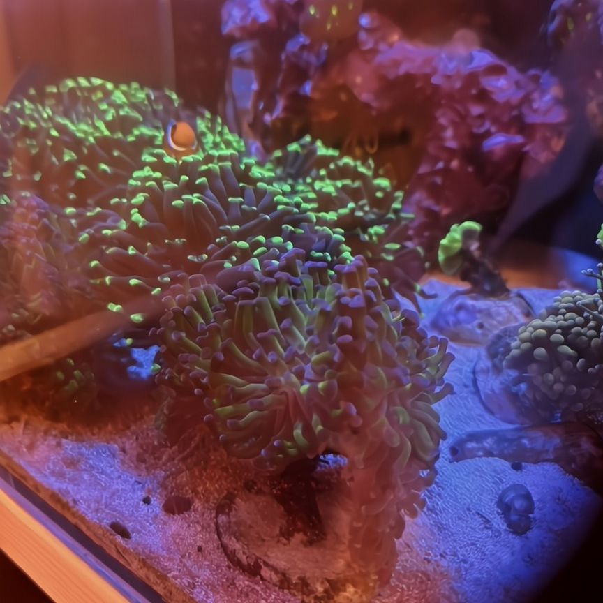 Морские кораллы