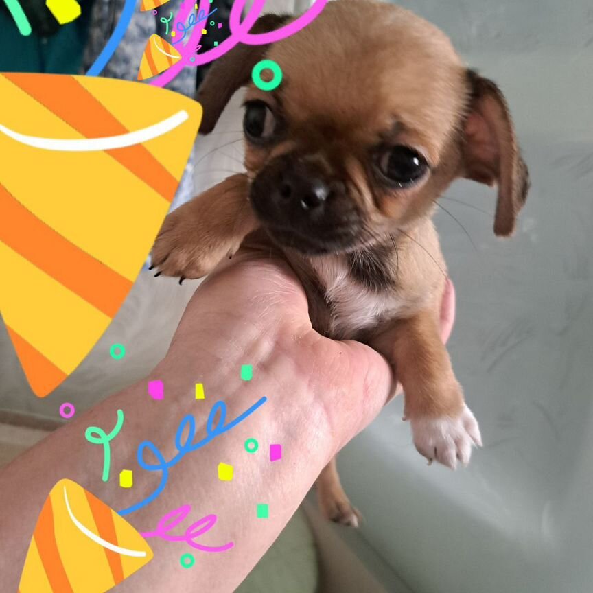 Щенки чихуахуа соболиный мальчик