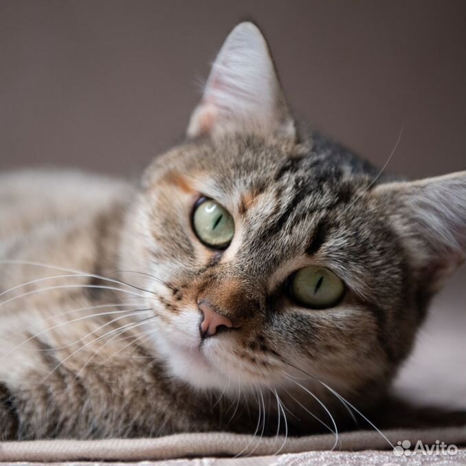 Кошка Муся в дар, 2 года, стерилизована