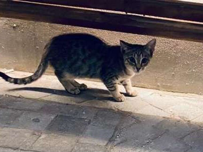 Котенок вдар бесплатно в добрые руки