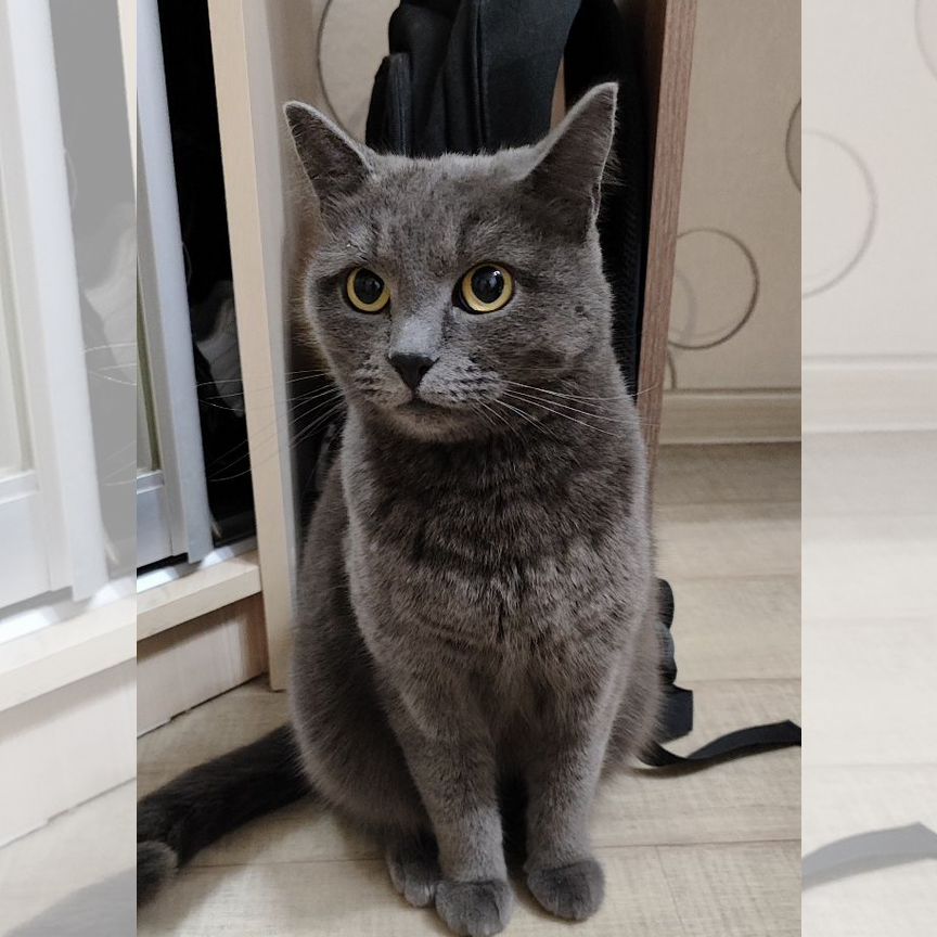 Нашли кошечку, ищем старых или новых хозяев