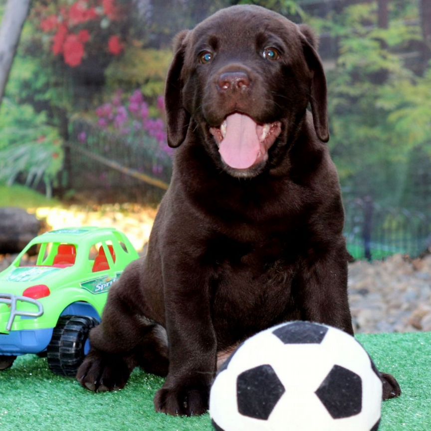 Шоколадные девочки, лабрадор