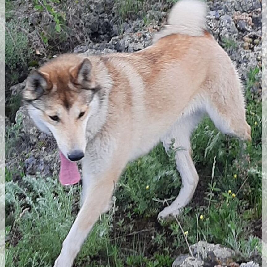 Западносибирская лайка