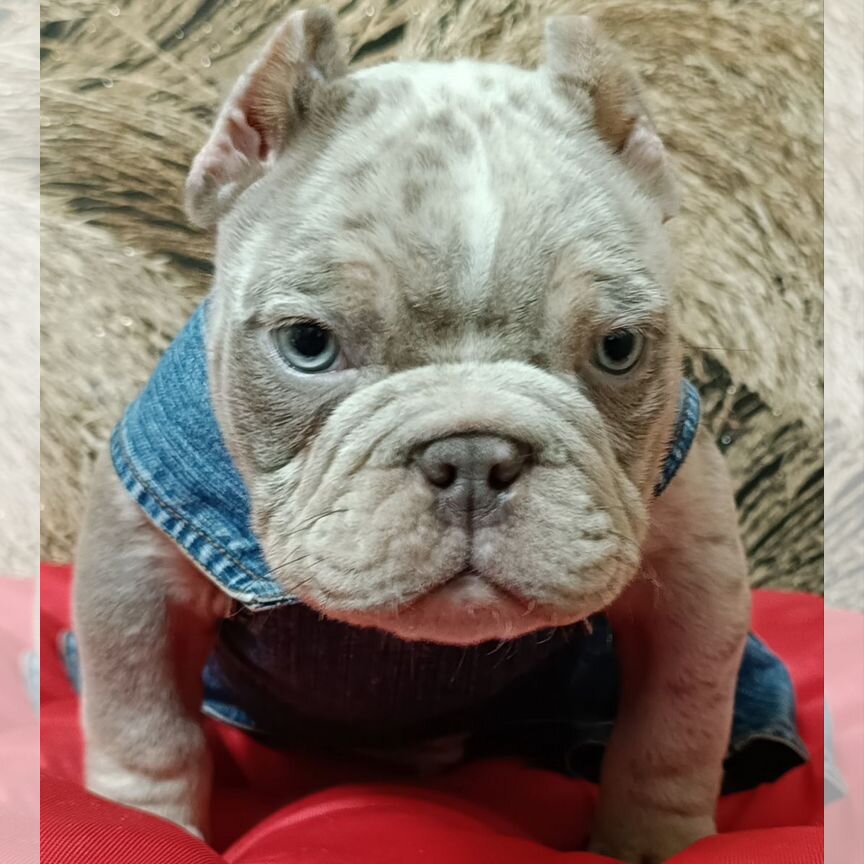 Американский бульдог, щенок