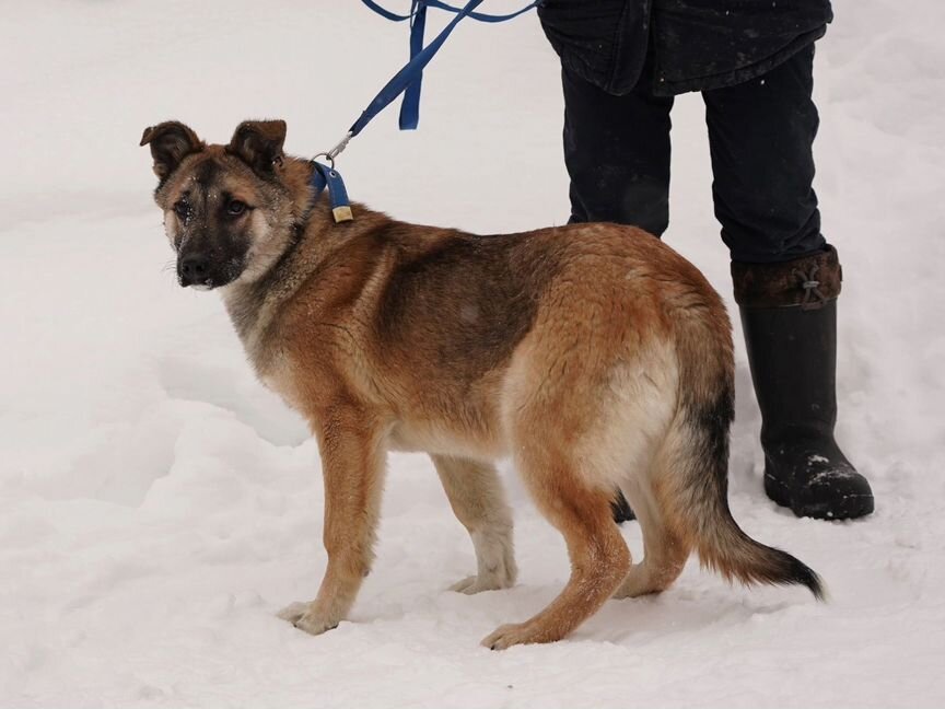 Щенок овчароид из приюта скоро окажется на улице