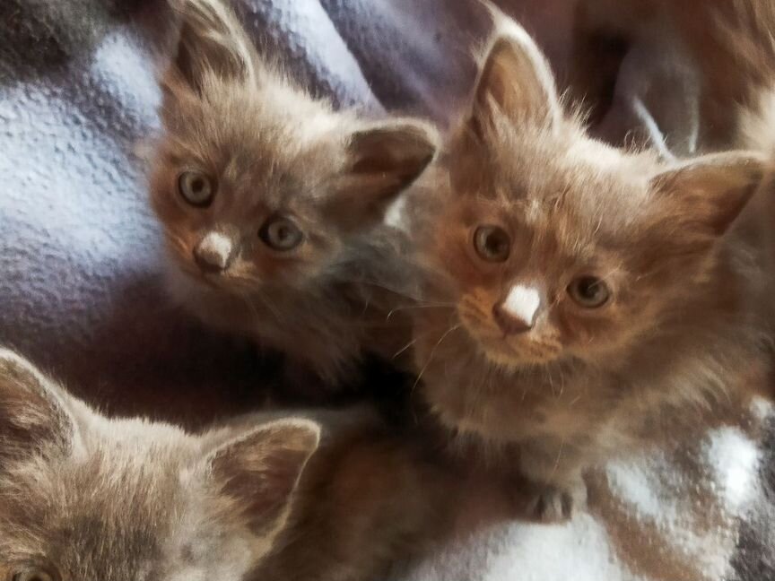 Котята смешнючие в добрые руки