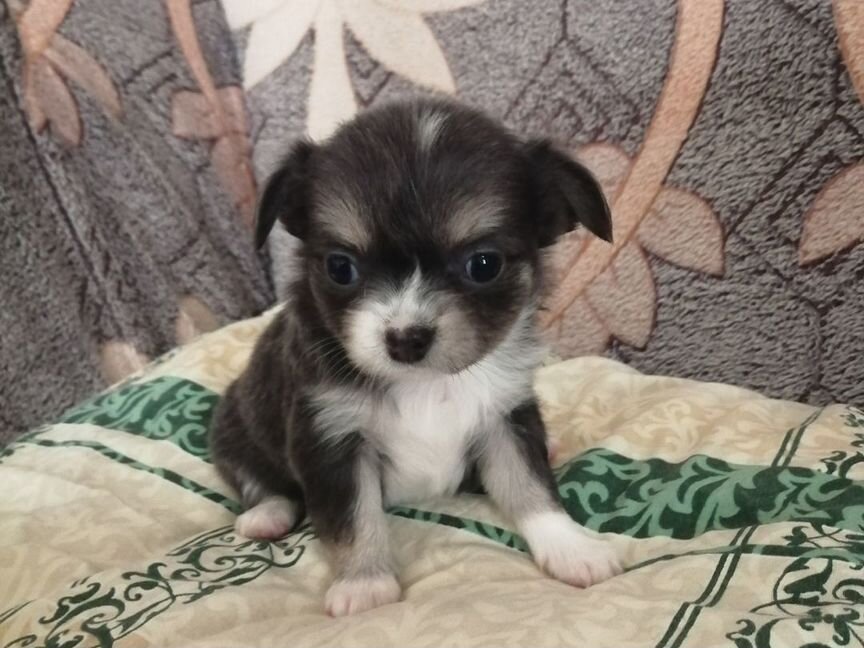 Девочки Чихуа длинношерстные