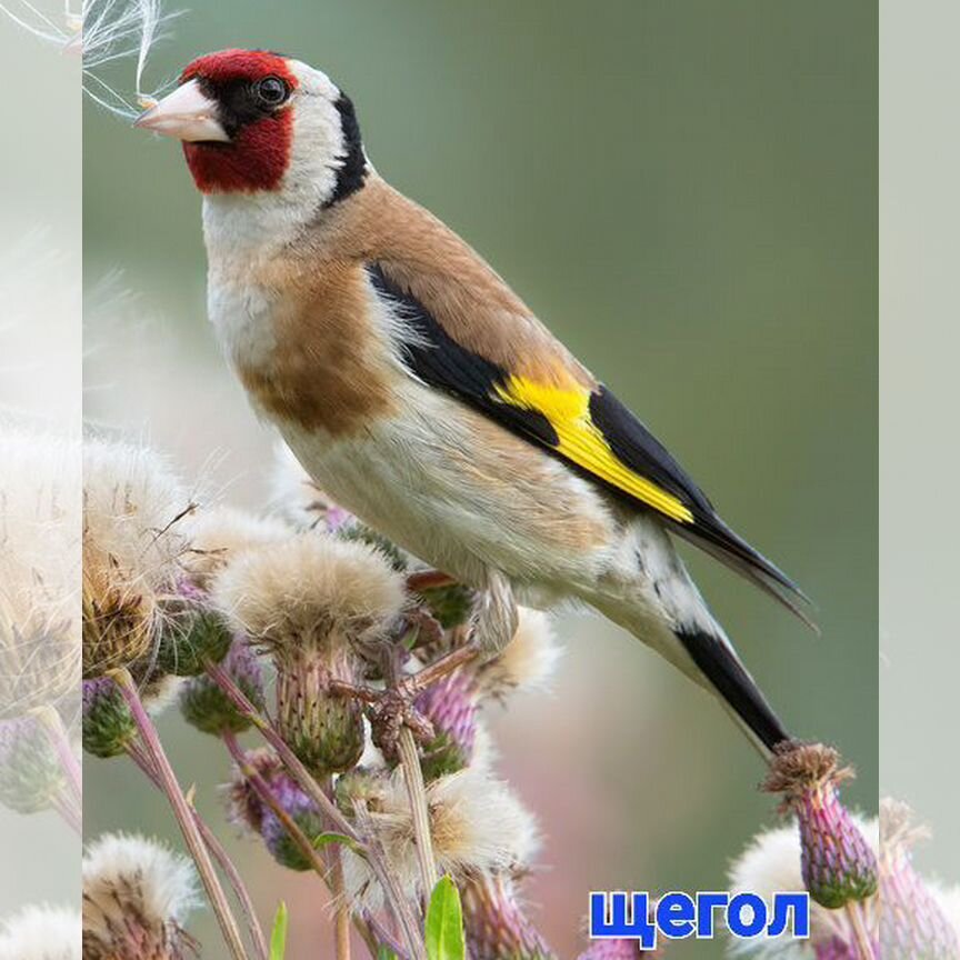 Продам щеглов, чижей