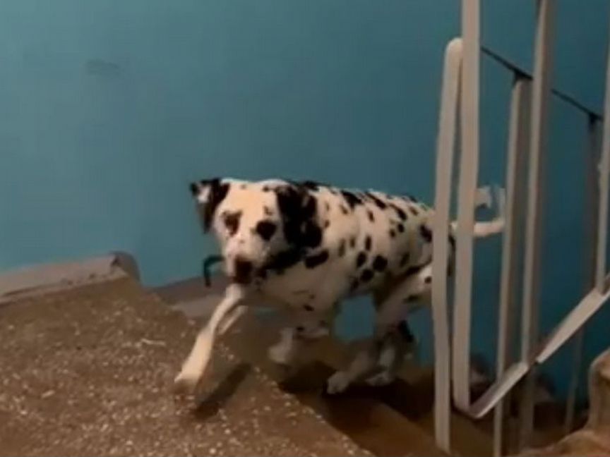 Отдам в добрые руки далматинца