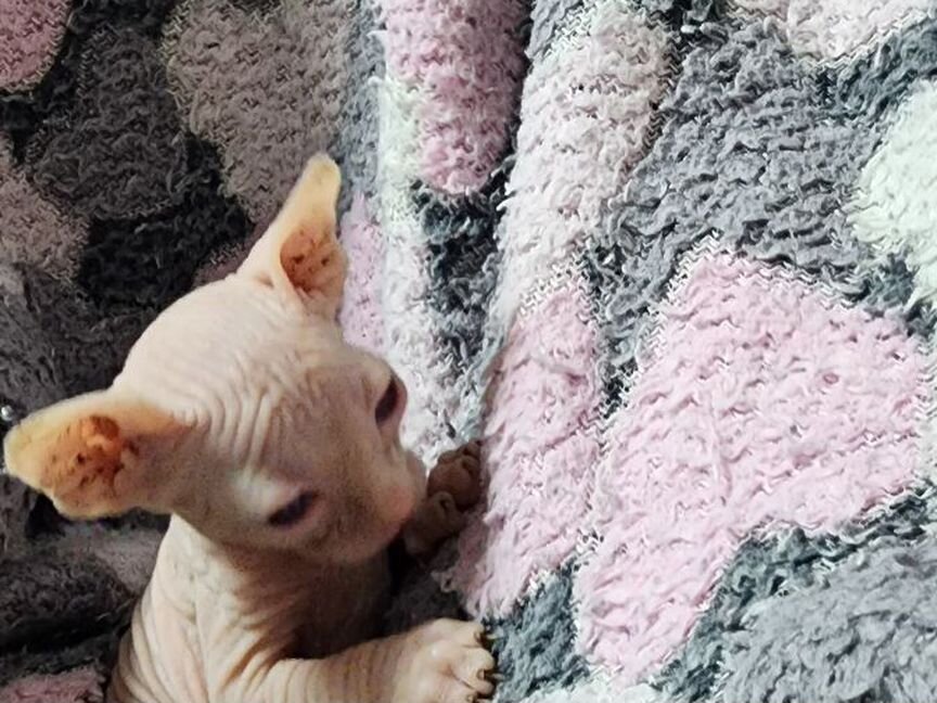 Канадский сфинкс мальчик