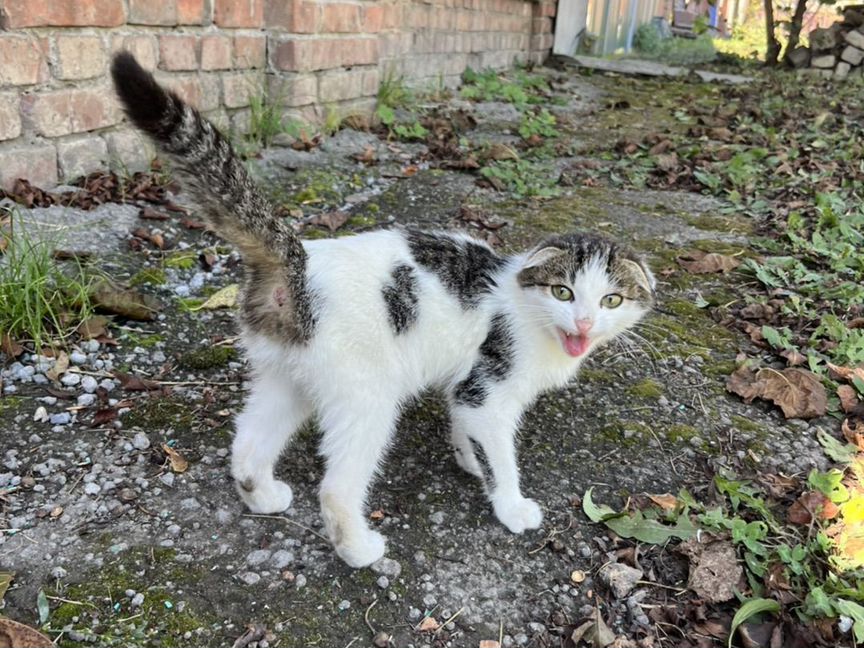 Котенок мальчик вислоухий