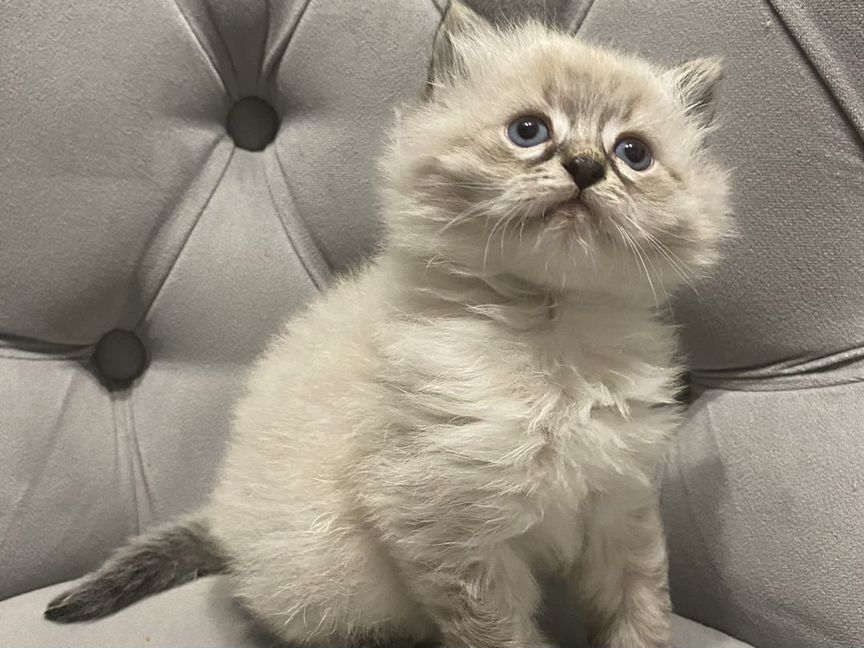 Невские маскарадные котята