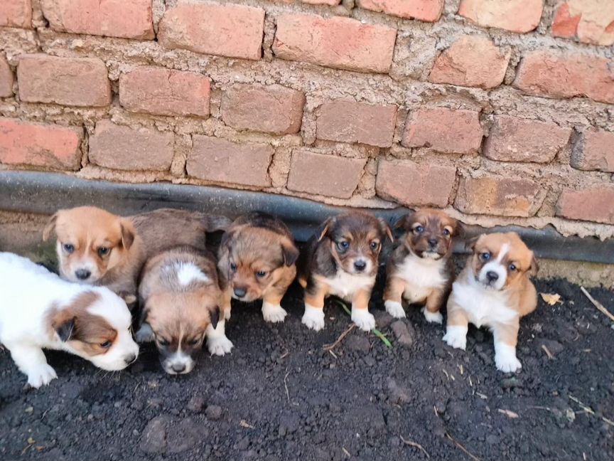Щенки дворняги все девочки