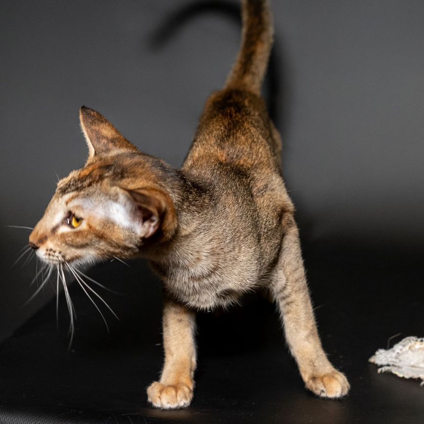 Ориентальные котята кошка