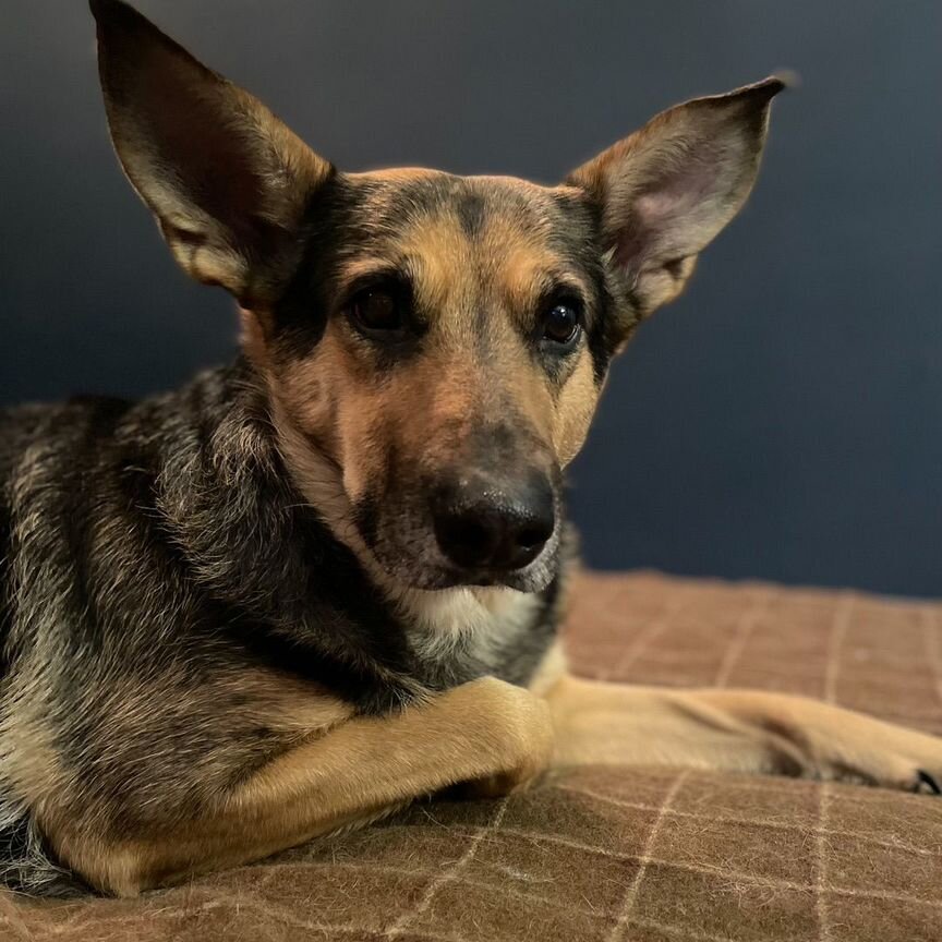 Собака в добрые руки