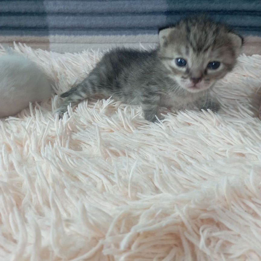Отдаю котят в добрые руки