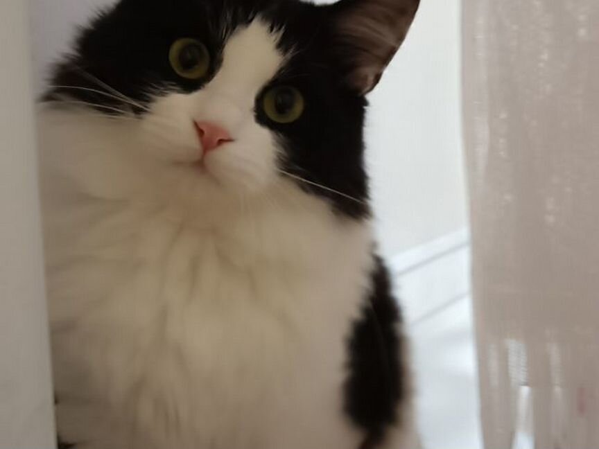 Котик в добрые руки