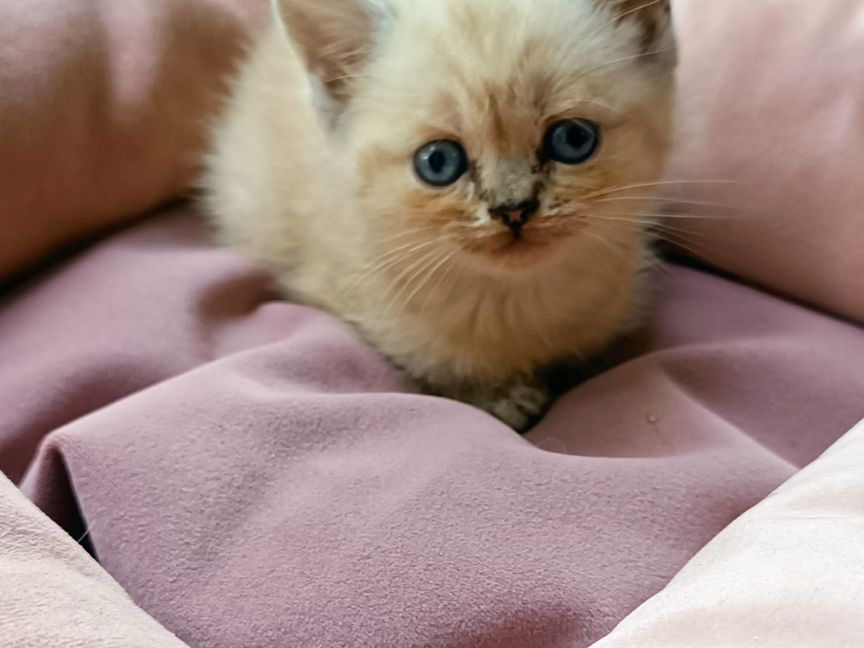 Шотландские котята