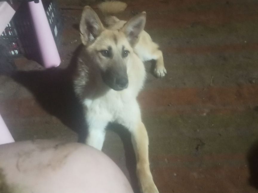 Метиска овчарки и дворняжки