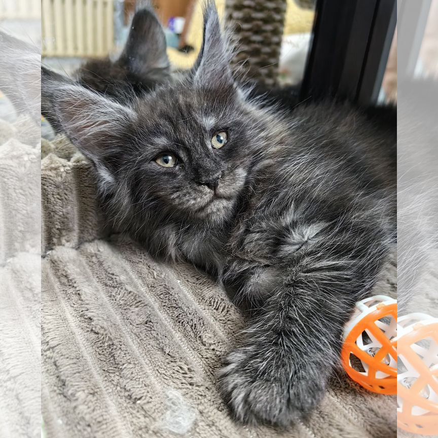 Мейн-кун котёнок