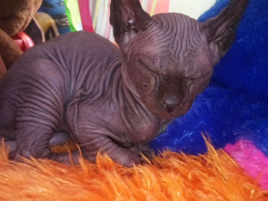 Котёночек Сфинкс Эльф