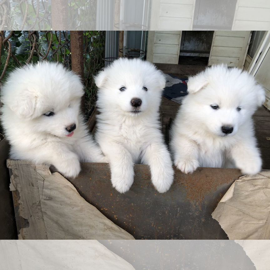 Самоедская лайка