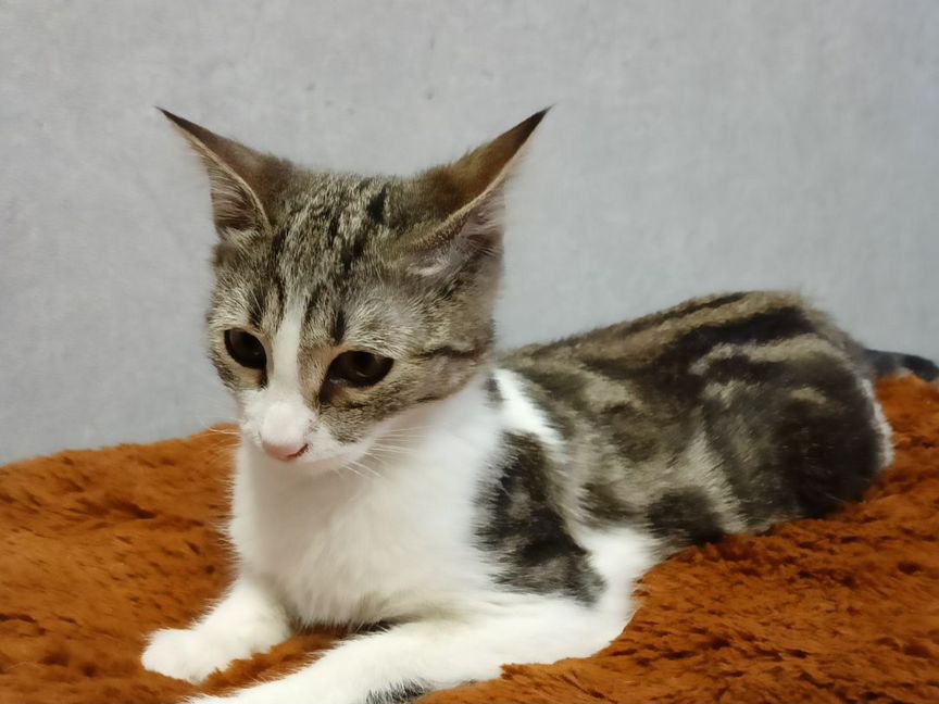 Кошка 4-5 мес, в добрые руки