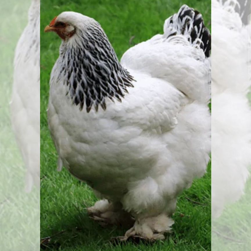 Куры молодки несушки домашние
