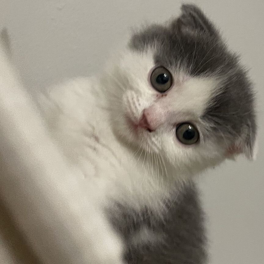 Шотландский вислоухий длинношёрстный котёнок