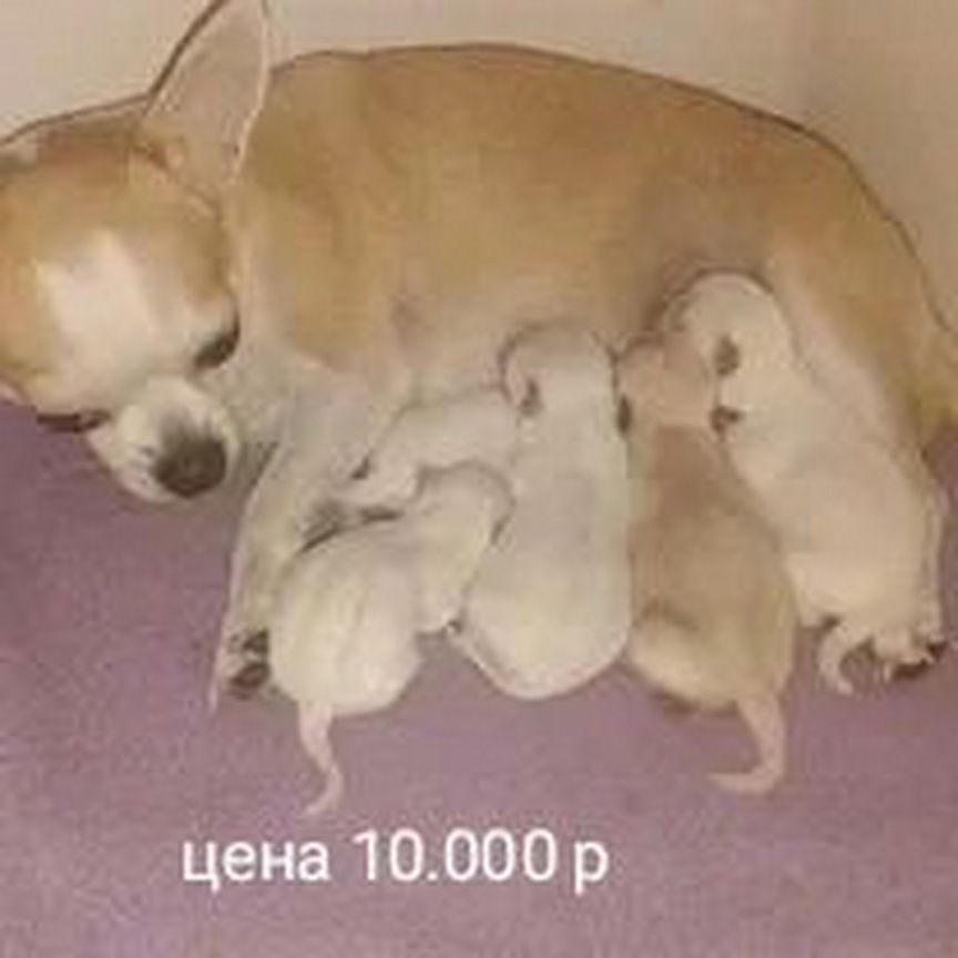 Щенки чихуа хуа